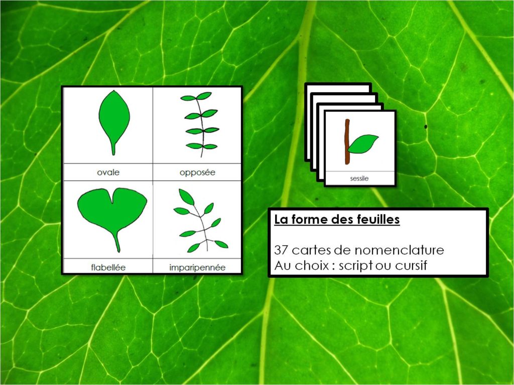 Dossier thématique - les feuilles - Ma Bulle Happy Family