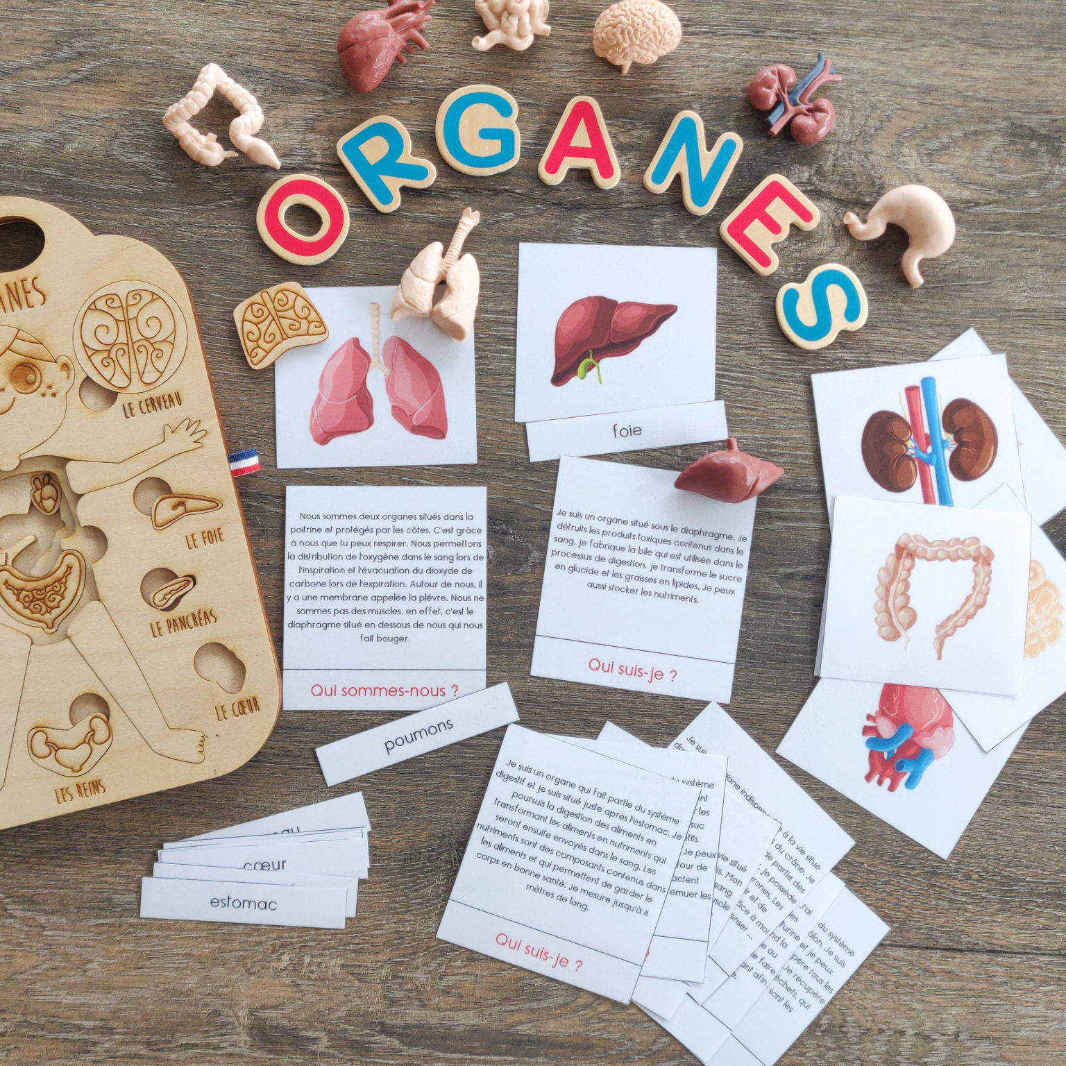 Qui suis-je ? Les organes du corps humain - Ma Bulle Happy Family