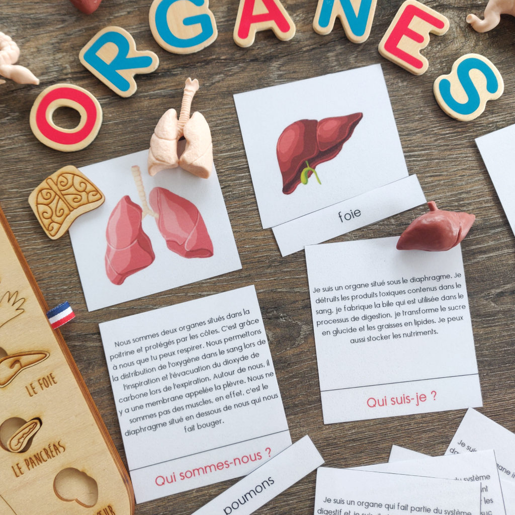 Qui suis-je ? Les organes du corps humain - Ma Bulle Happy Family