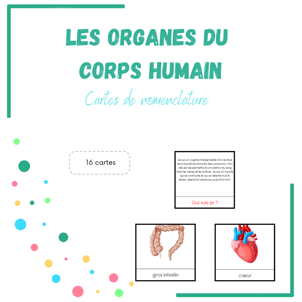 Qui suis-je ? Les organes du corps humain - Ma Bulle Happy Family