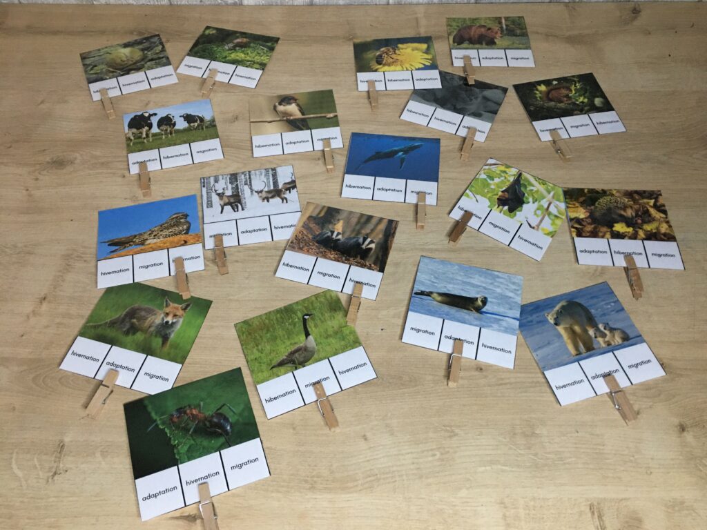 Dossier thématique - Comment les animaux passent l'hiver ? - Ma Bulle ...