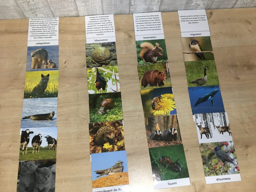 Dossier thématique - Comment les animaux passent l'hiver ? - Ma Bulle ...